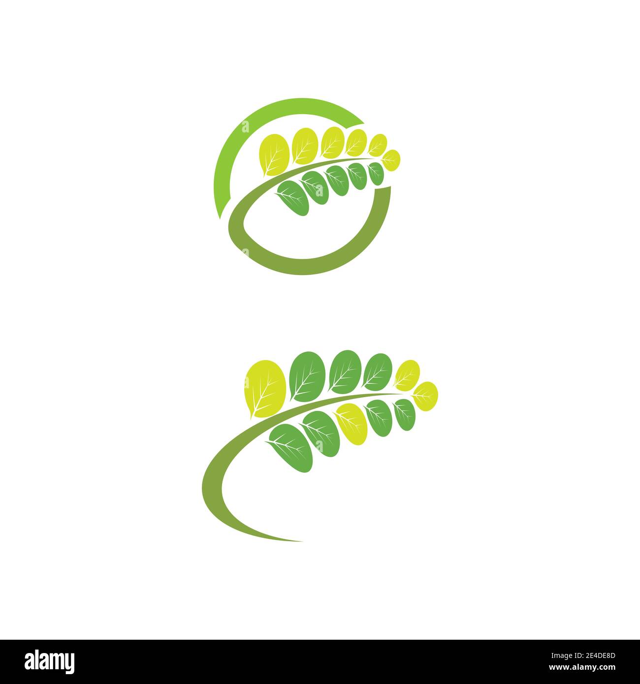 Moringa leaf Logo Template vector symbol nature Stock Vector Image ...