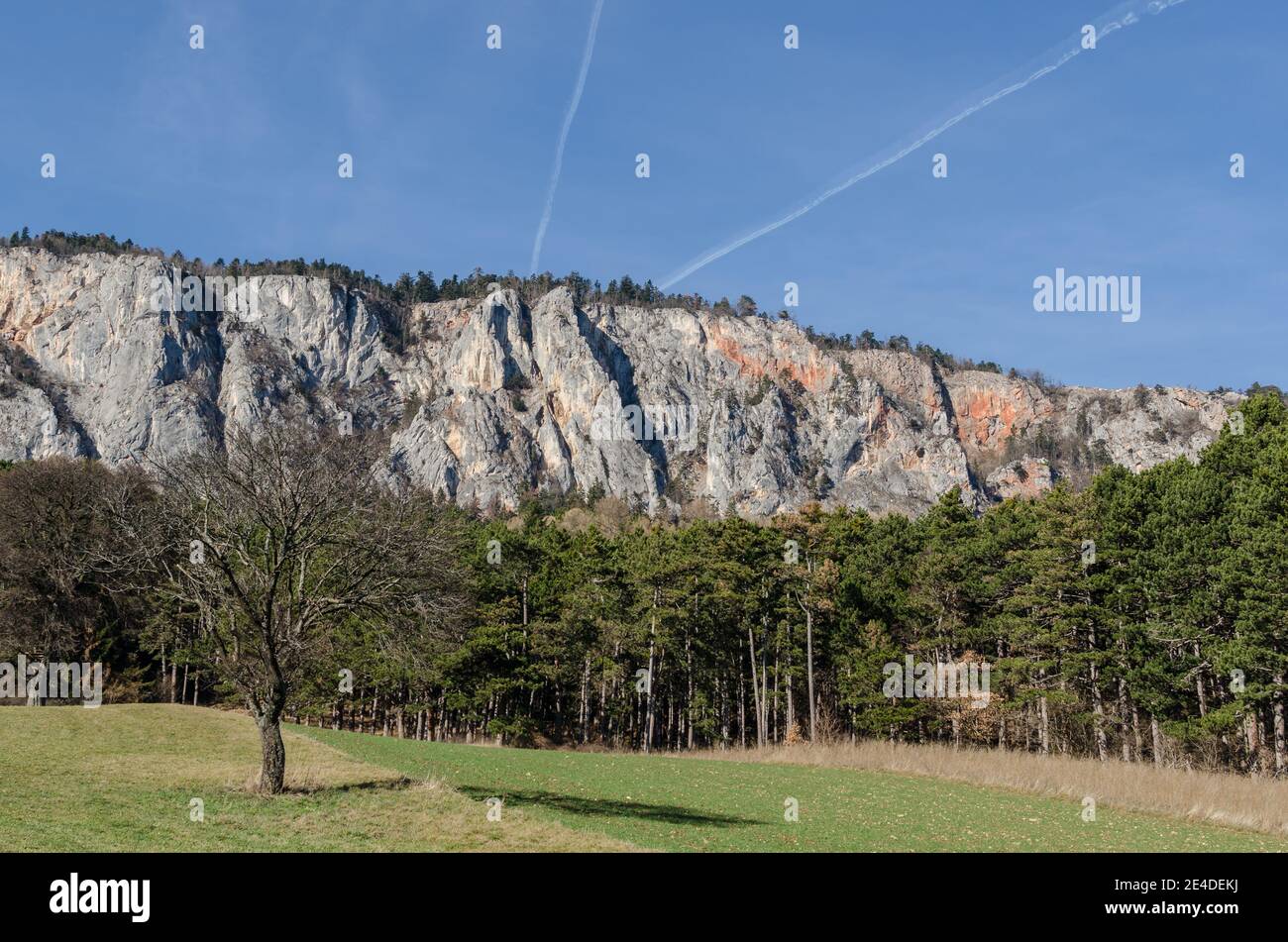 trees and high rock wall in the nature Stock Photo - Alamy