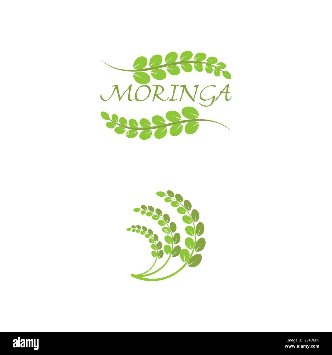 Moringa garden Stock Vector Images - Alamy