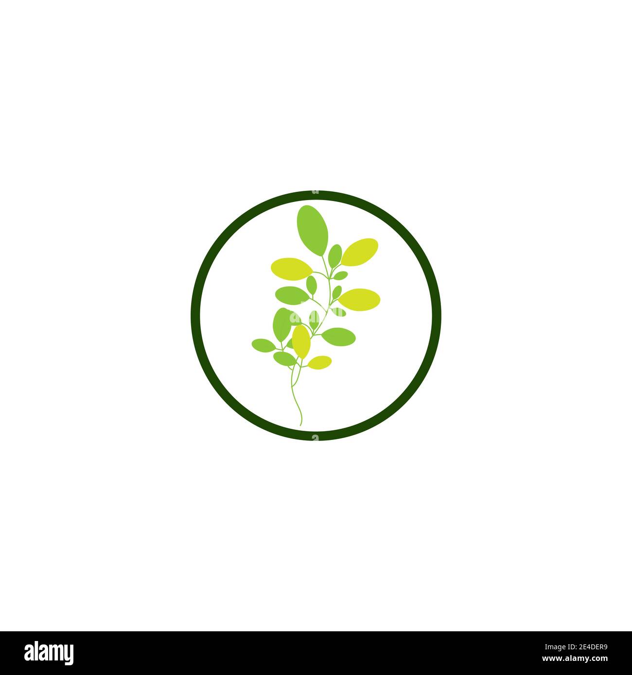 Moringa leaf Logo Template vector symbol nature Stock Vector Image ...