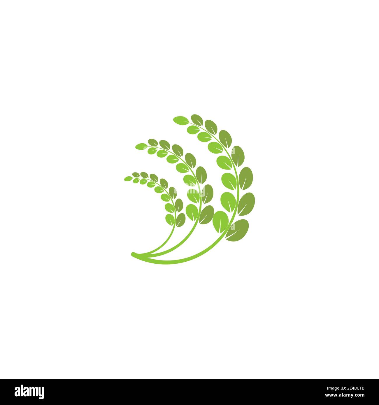 Moringa leaf Logo Template vector symbol nature Stock Vector Image ...