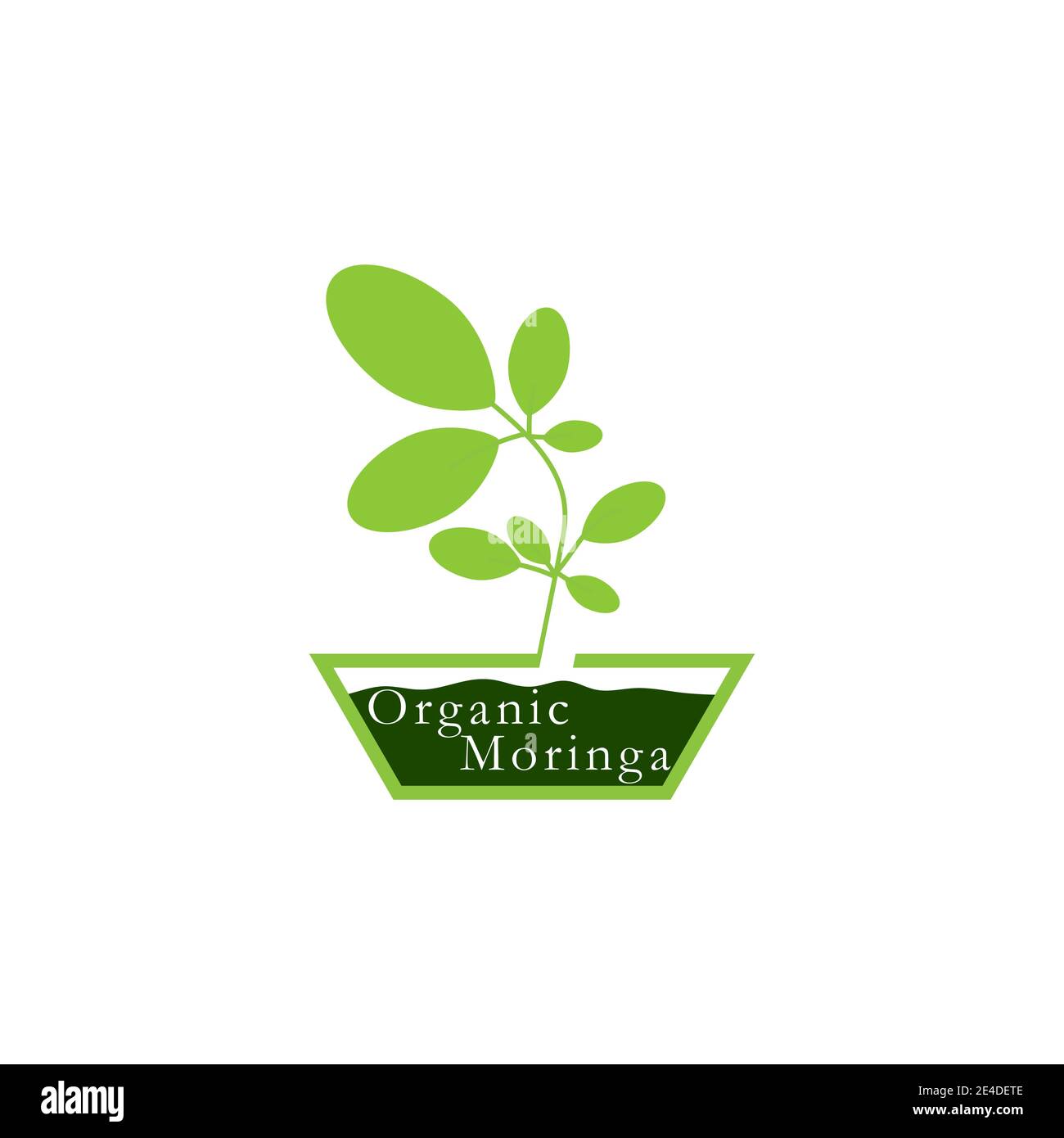 Moringa leaf Logo Template vector symbol nature Stock Vector Image ...