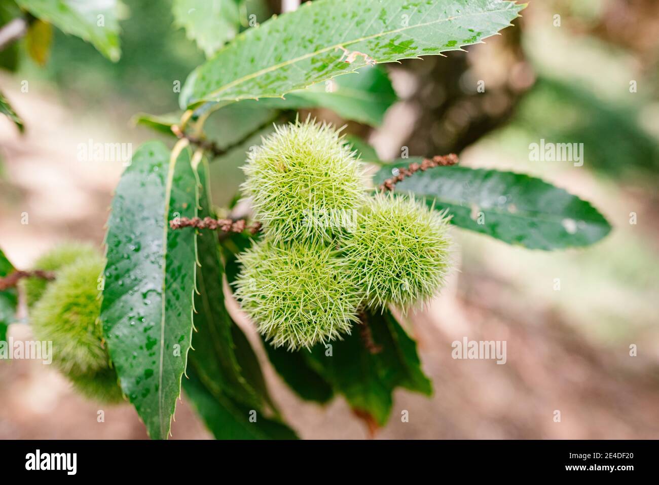 Shallow focus, Group of three chestnuts fruit in their chestnut tree ...