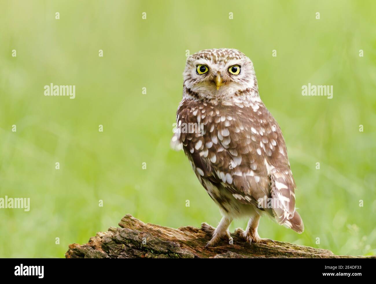 Green owls hi-res stock photography and images - Alamy
