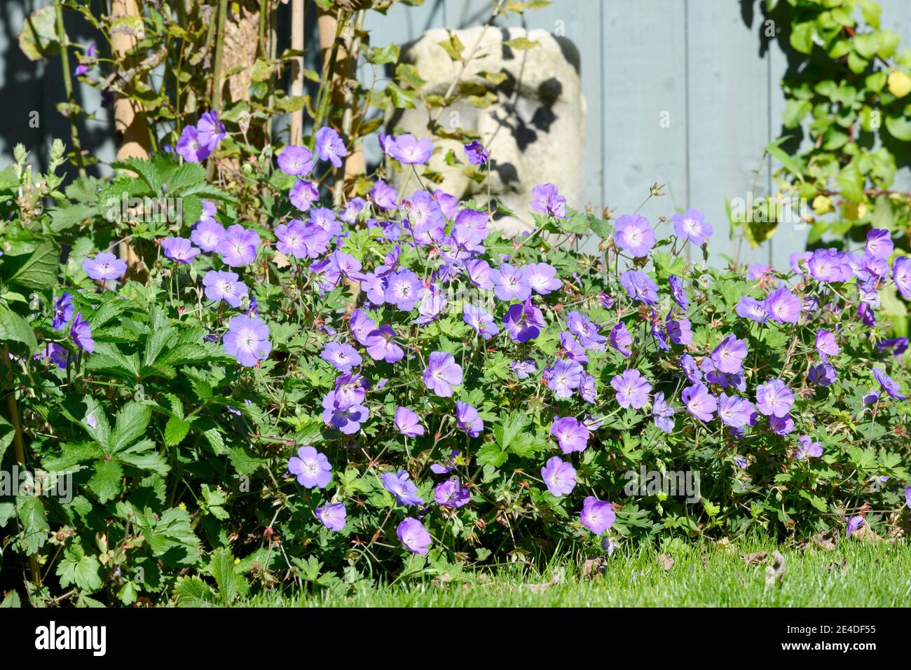 Common geranium hi-res stock photography and images - Alamy