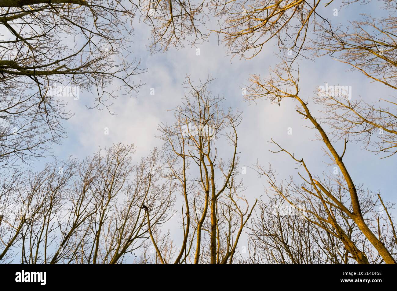 Looking up through the branches and trunks of bare trees, to a blue sky ...