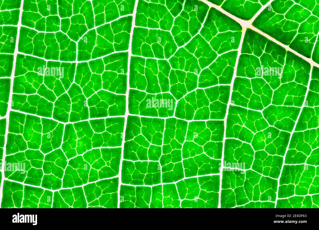 Intricate patterns formed by the veins in a green leaf Stock Photo - Alamy