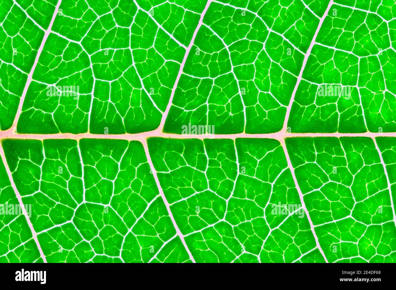 Veins on leaf hi-res stock photography and images - Alamy