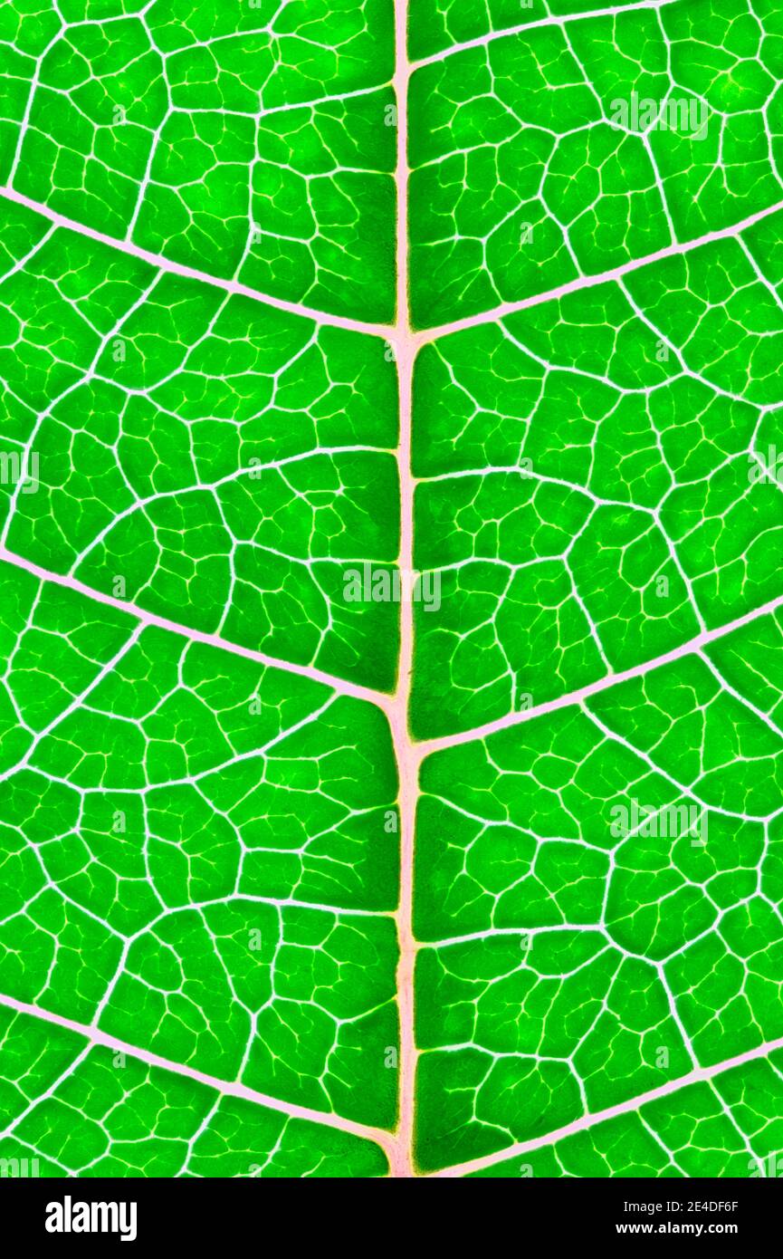 Intricate patterns hi-res stock photography and images - Alamy