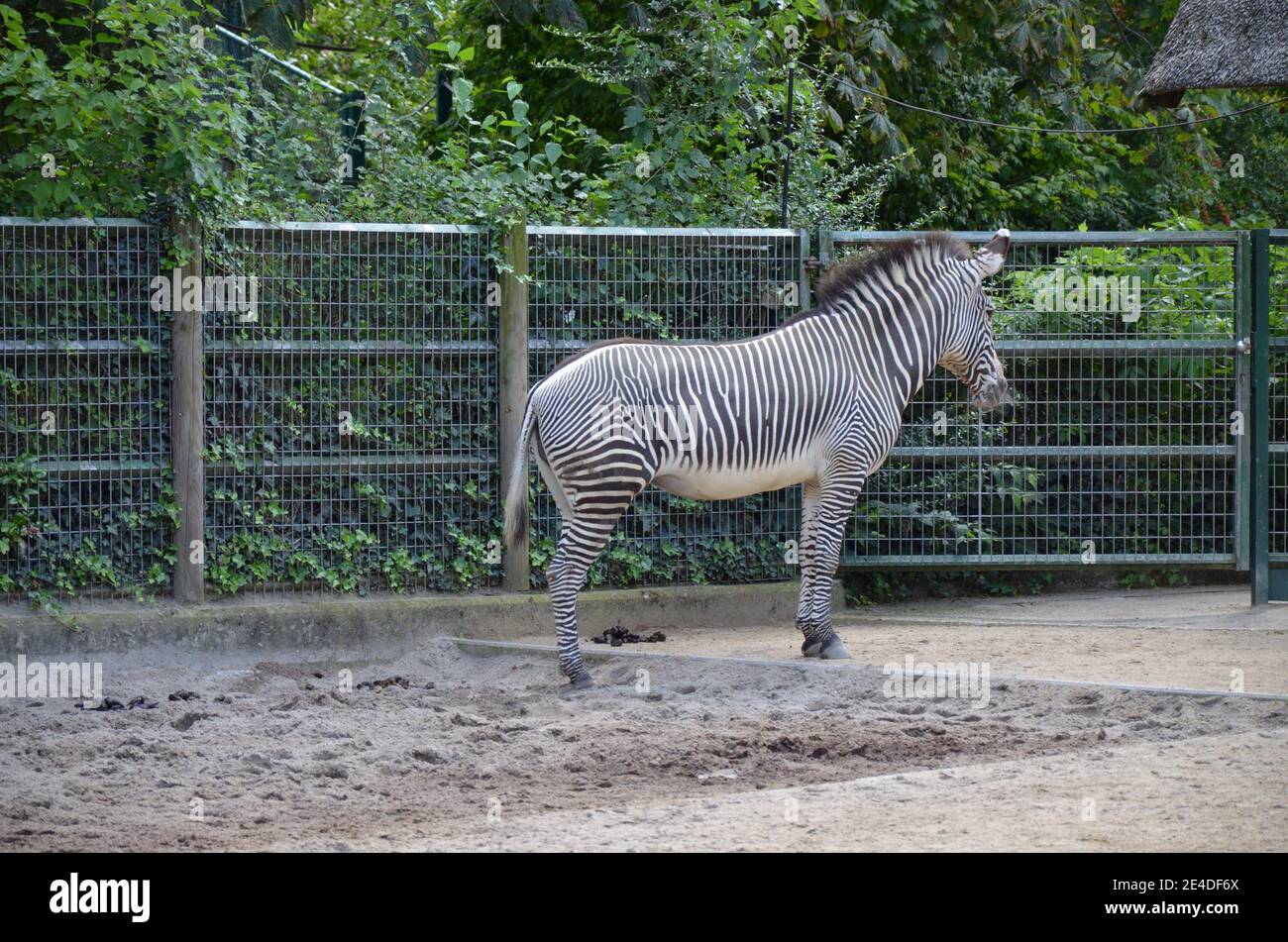 Grevy zebra (Equus grevyi) in the Frankfurt zoo Stock Photo - Alamy