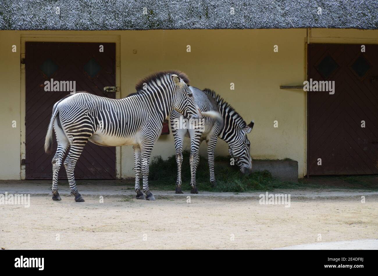 Grevy zebra (Equus grevyi) in the Frankfurt zoo Stock Photo - Alamy