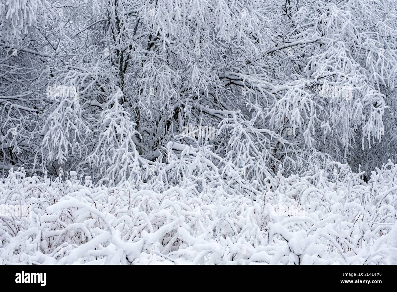 Winter landscape with trees, hoar frost and snow at an overcast day in ...