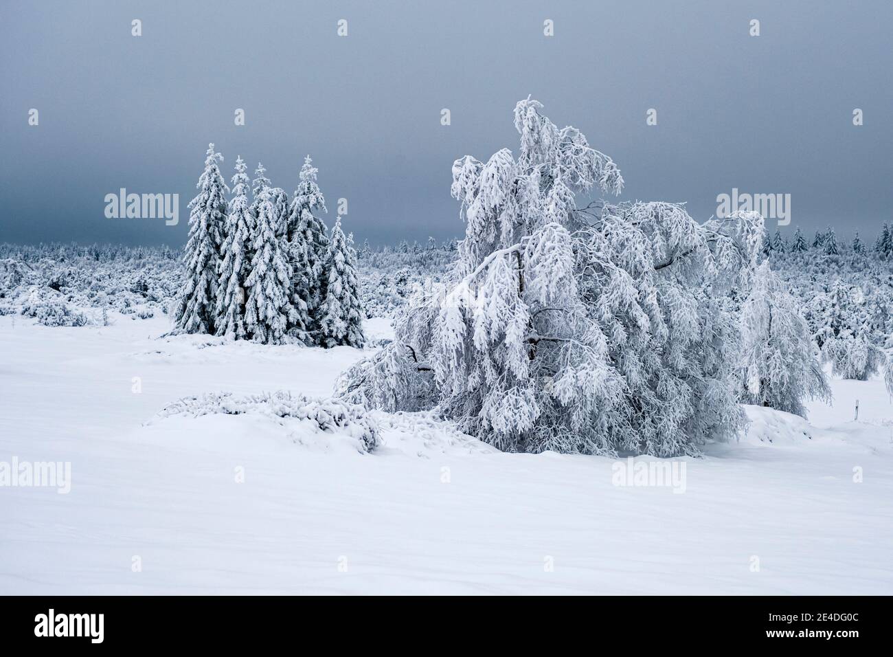Winter landscape with trees, hoar frost and snow at an overcast day in ...