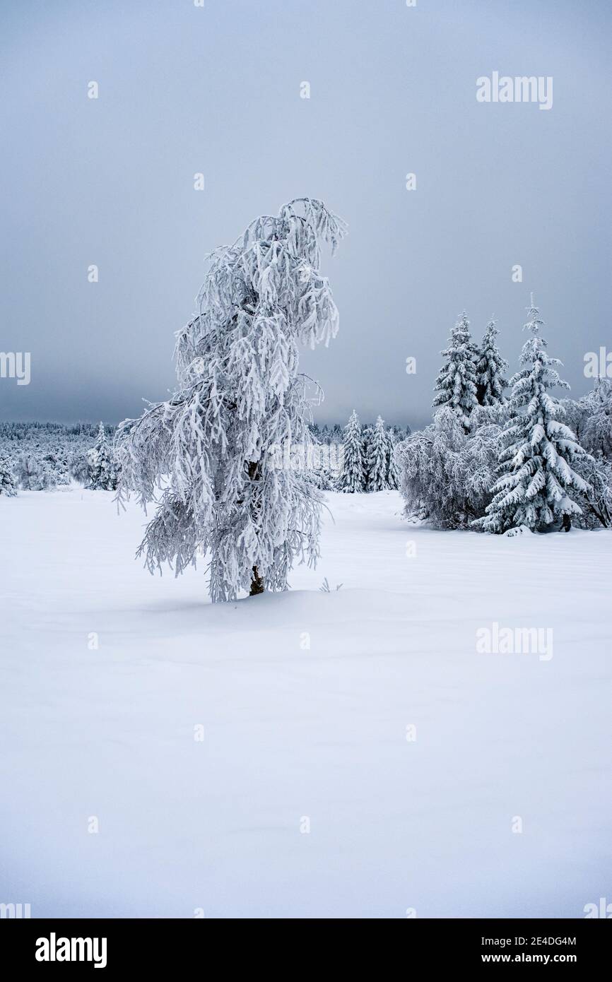 Winter landscape with trees, hoar frost and snow at an overcast day in ...