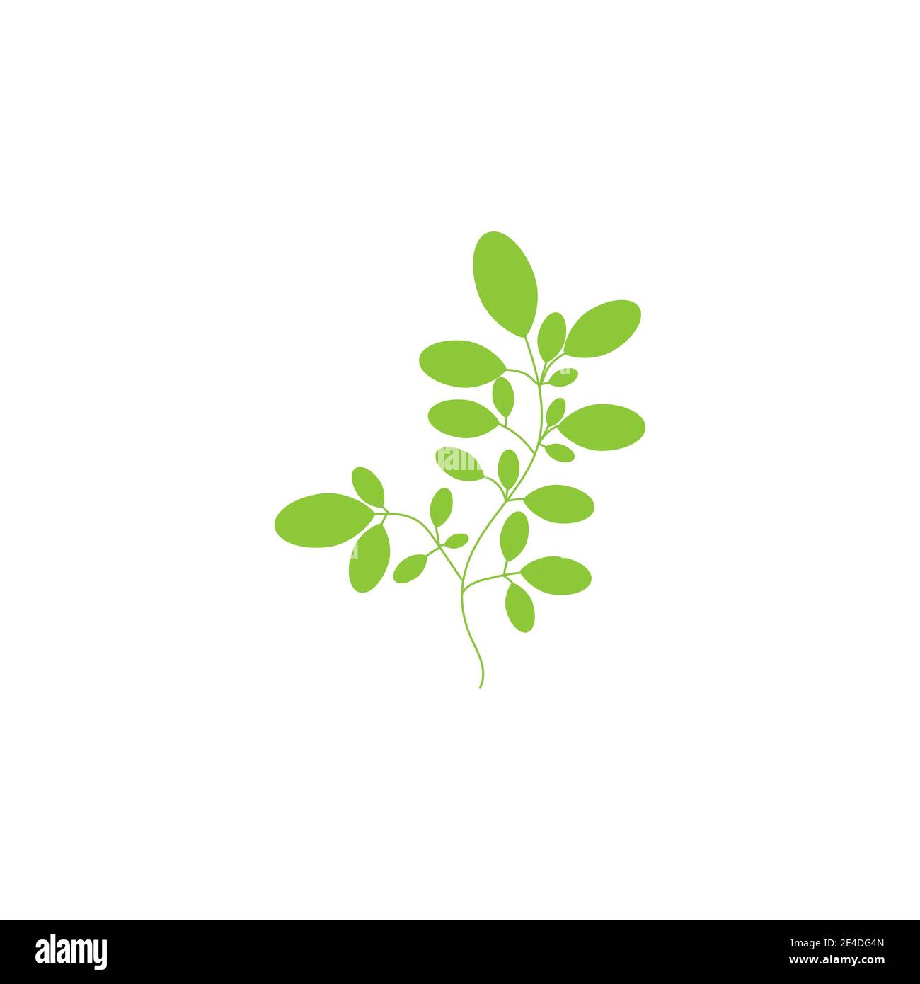 Moringa leaf Logo Template vector symbol nature Stock Vector Image ...