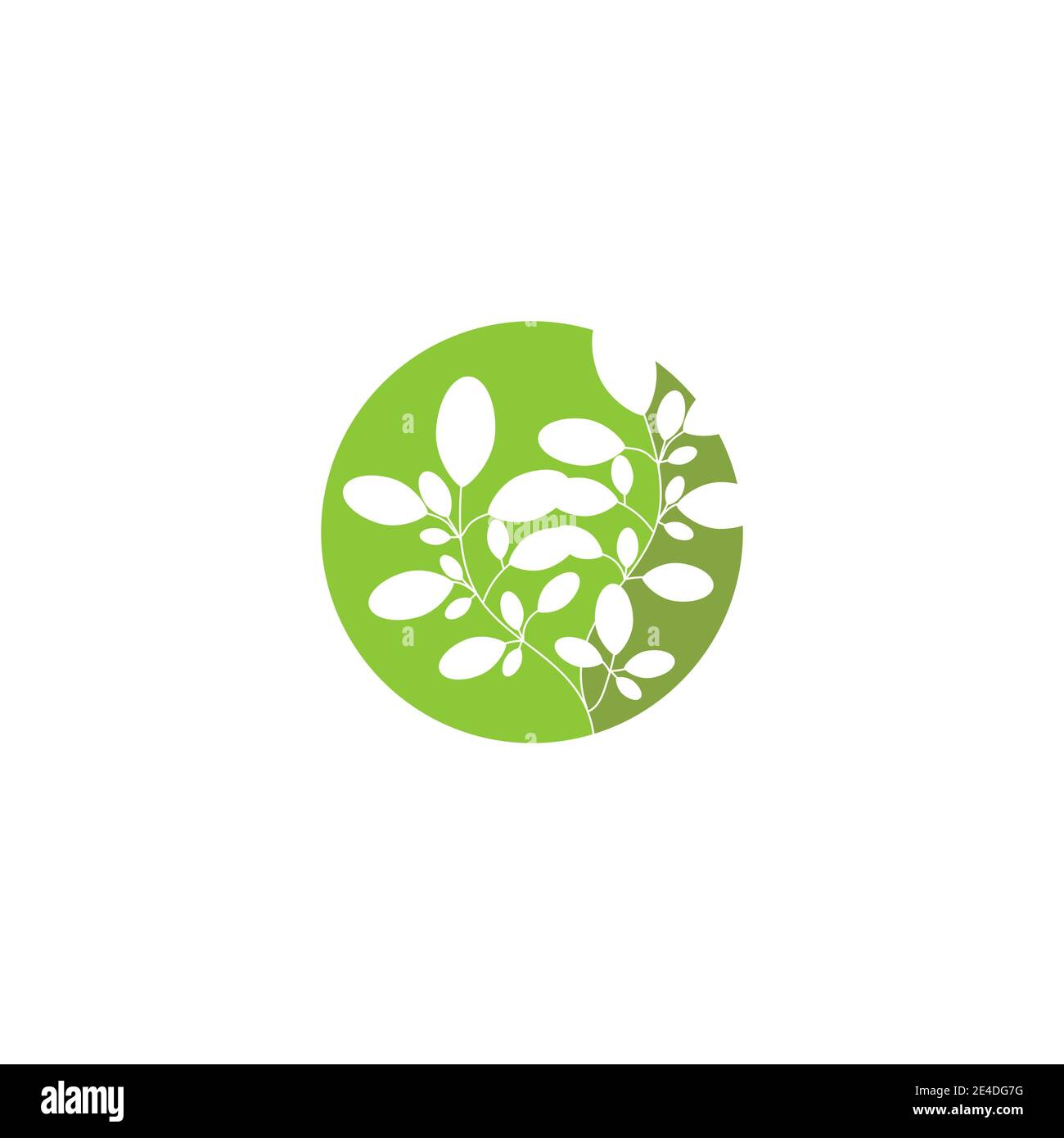 Moringa leaf Logo Template vector symbol nature Stock Vector Image ...