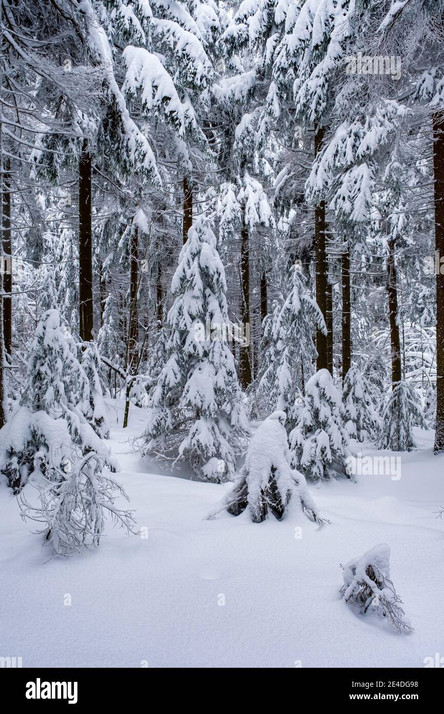 Winter landscape with trees, hoar frost and snow at an overcast day in ...