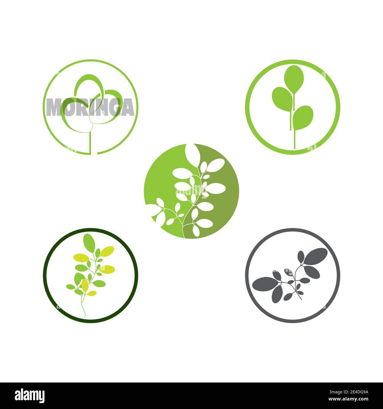 Set Moringa leaf Logo Template vector symbol nature Stock Vector Image ...