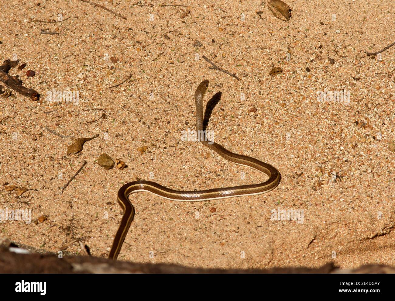 The Eastern Stripe-bellied Sand Snake is common along coastal areas in ...