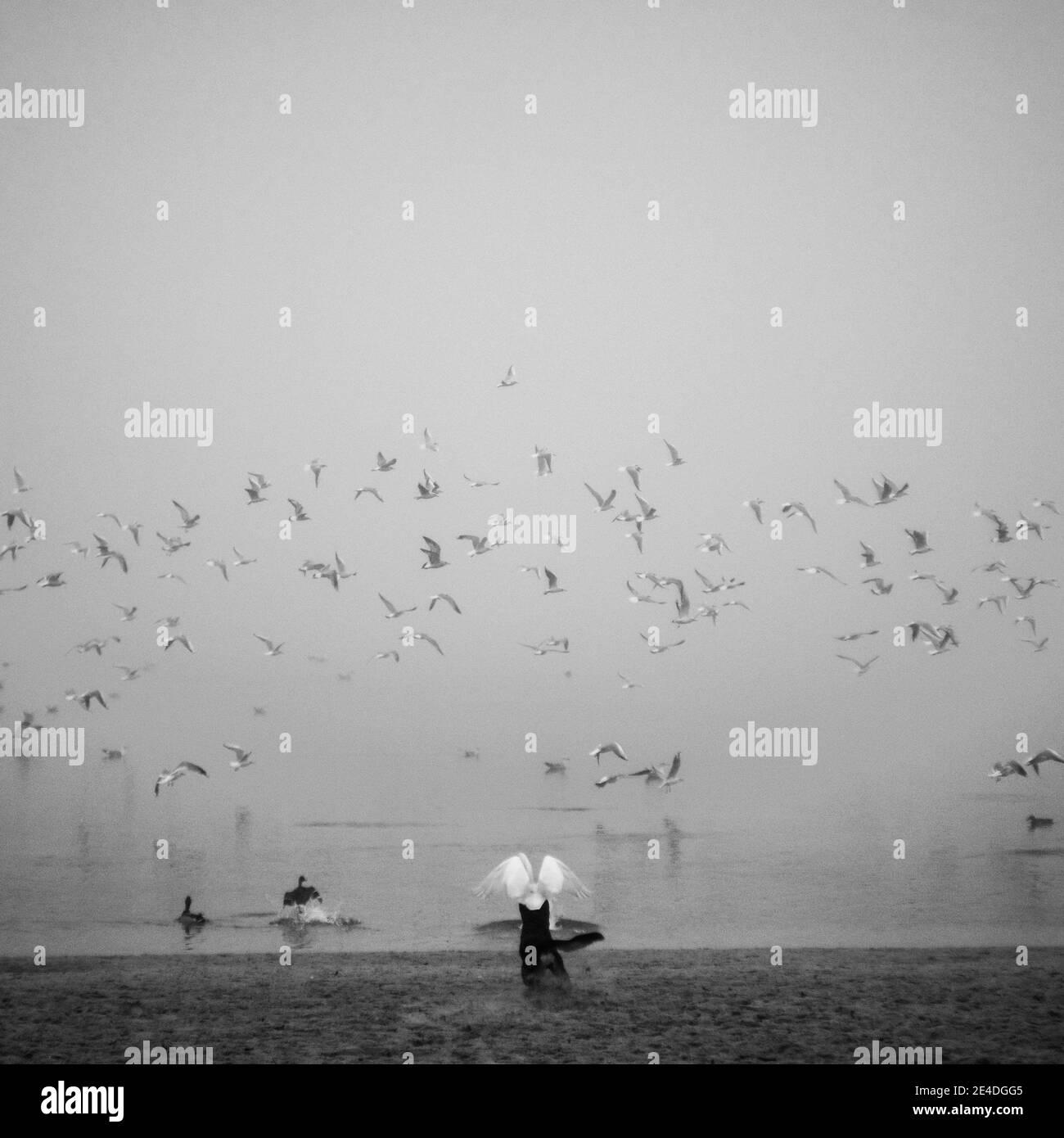 Bird chase Black and White Stock Photos & Images - Alamy