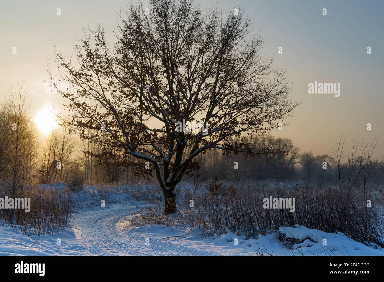 Oak tree snow sunset hi-res stock photography and images - Alamy