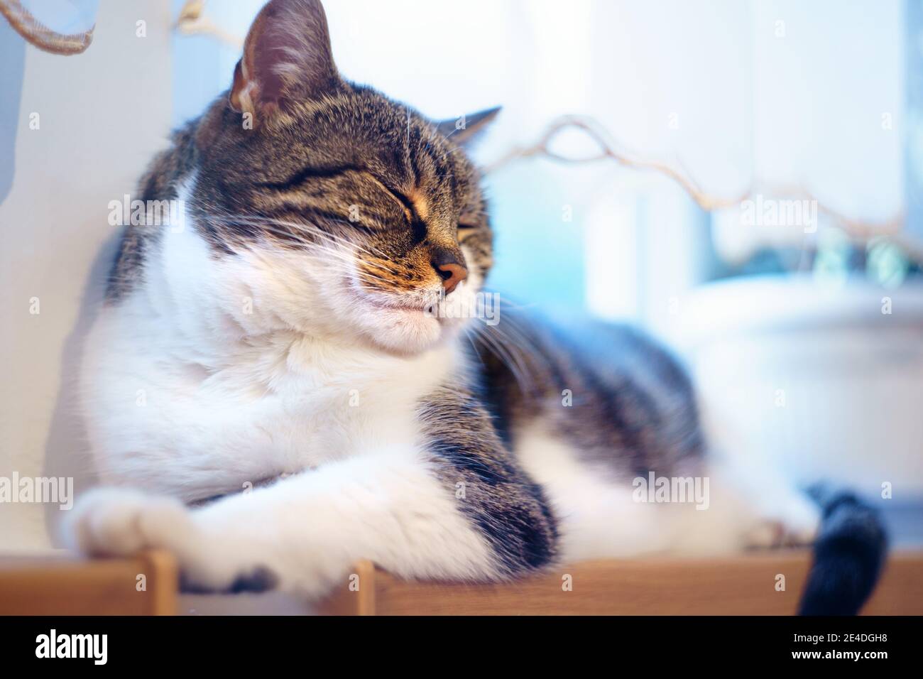 Portrait of a cat laying under a window Stock Photo - Alamy