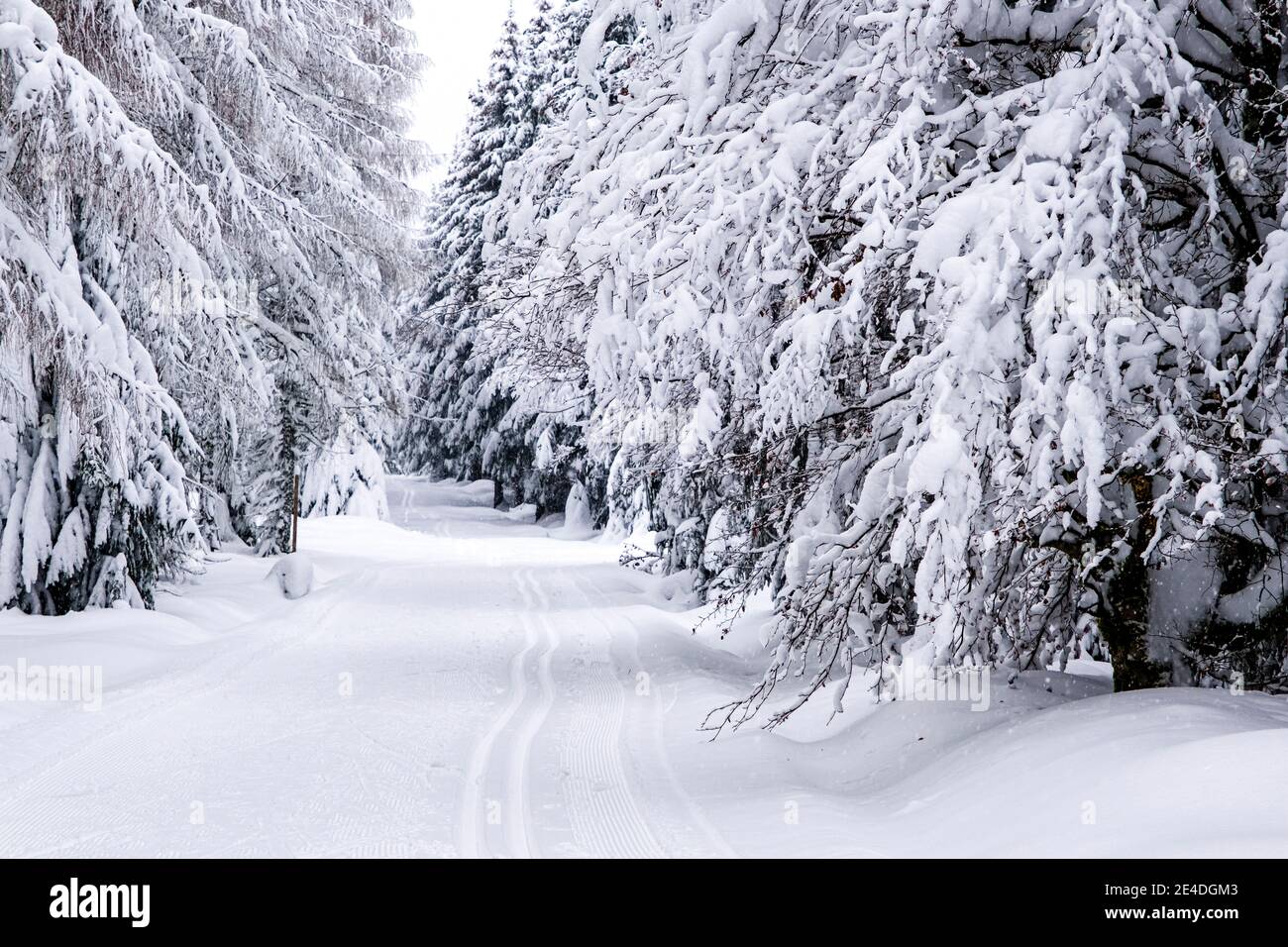 Winter landscape with trees, hoar frost and snow at an overcast day in ...