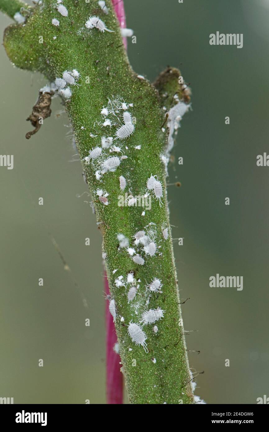 Pseudococcus High Resolution Stock Photography and Images - Alamy