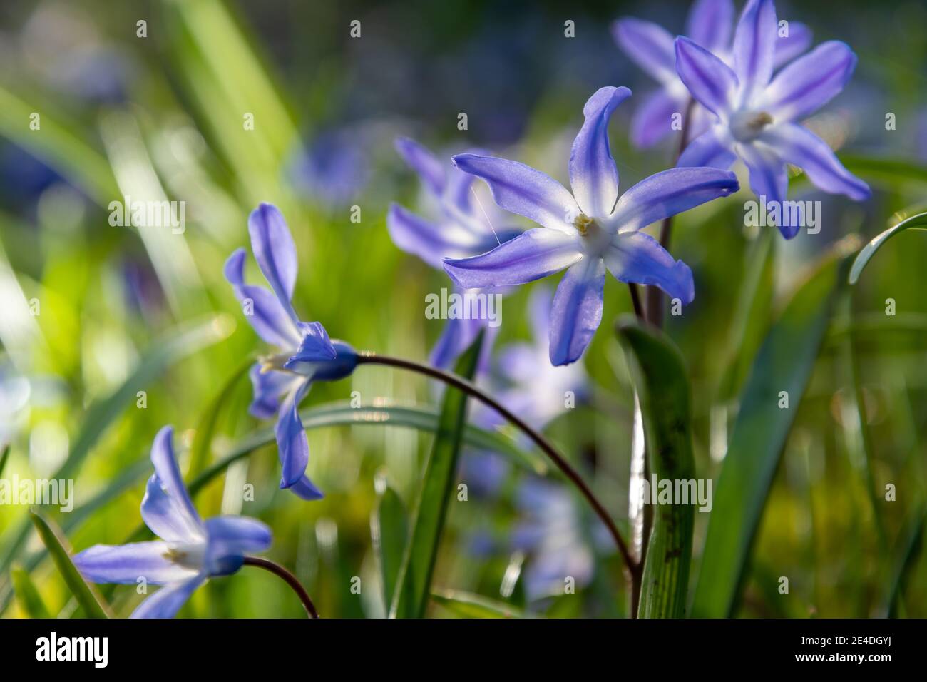 Purple flowers in the morning rays, play of light with rich colours ...