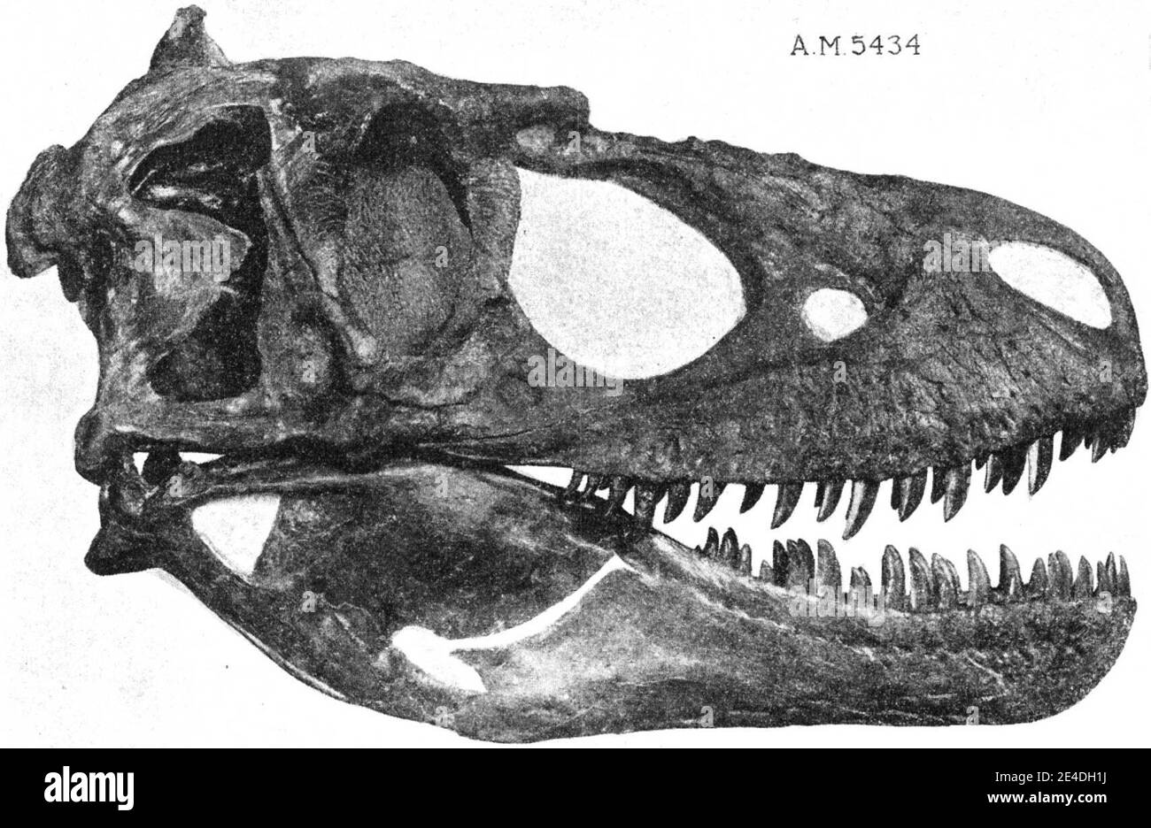 Gorgosaurus Black and White Stock Photos & Images - Alamy