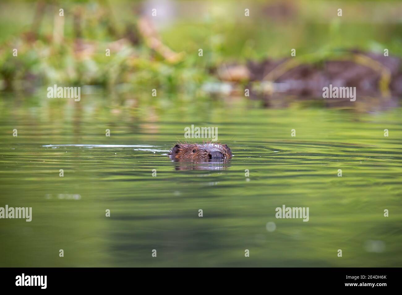 Floating beaver tail hi-res stock photography and images - Alamy