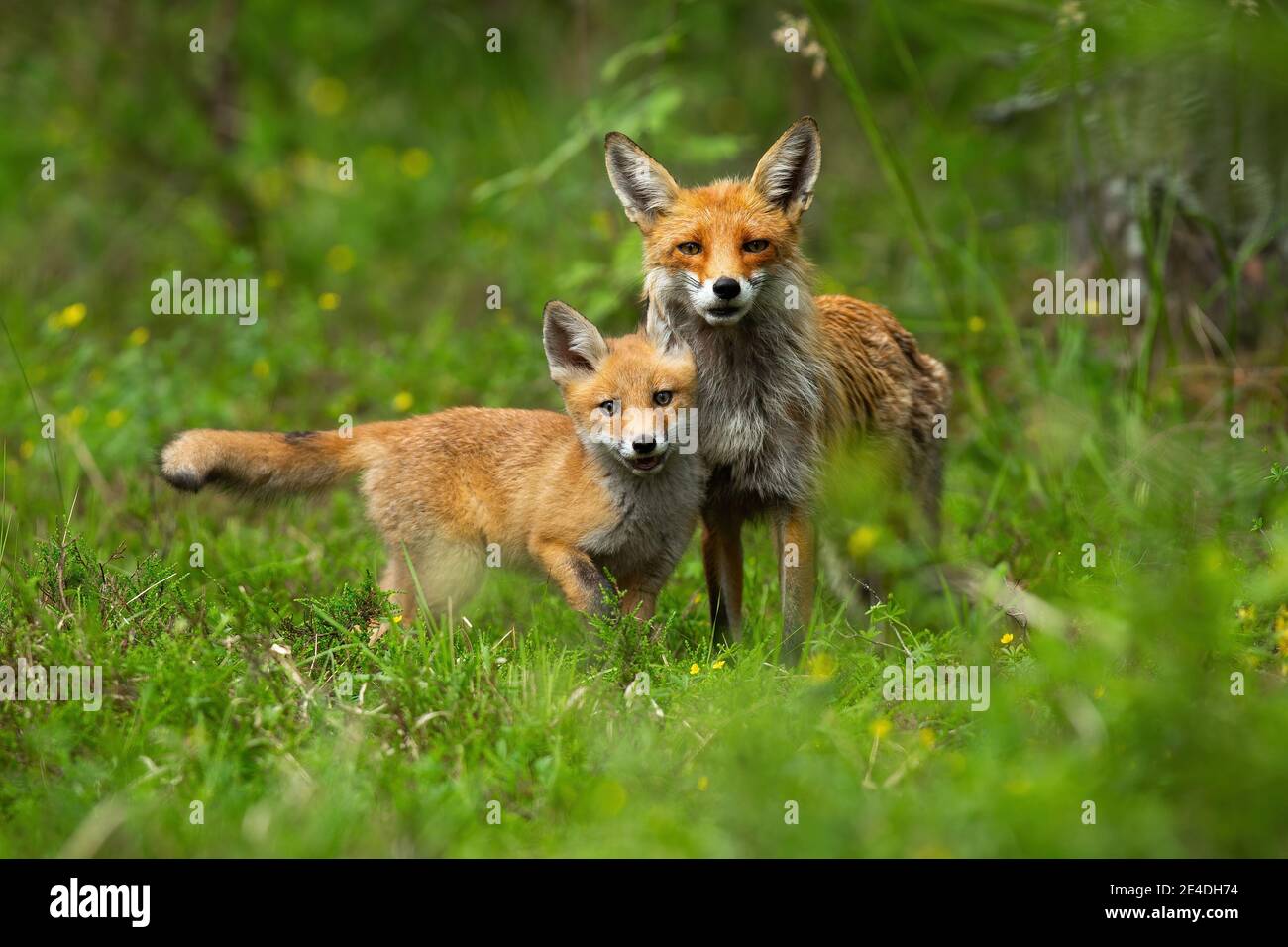 Young red fox cub cuddling with its mother in spring nature Stock Photo ...