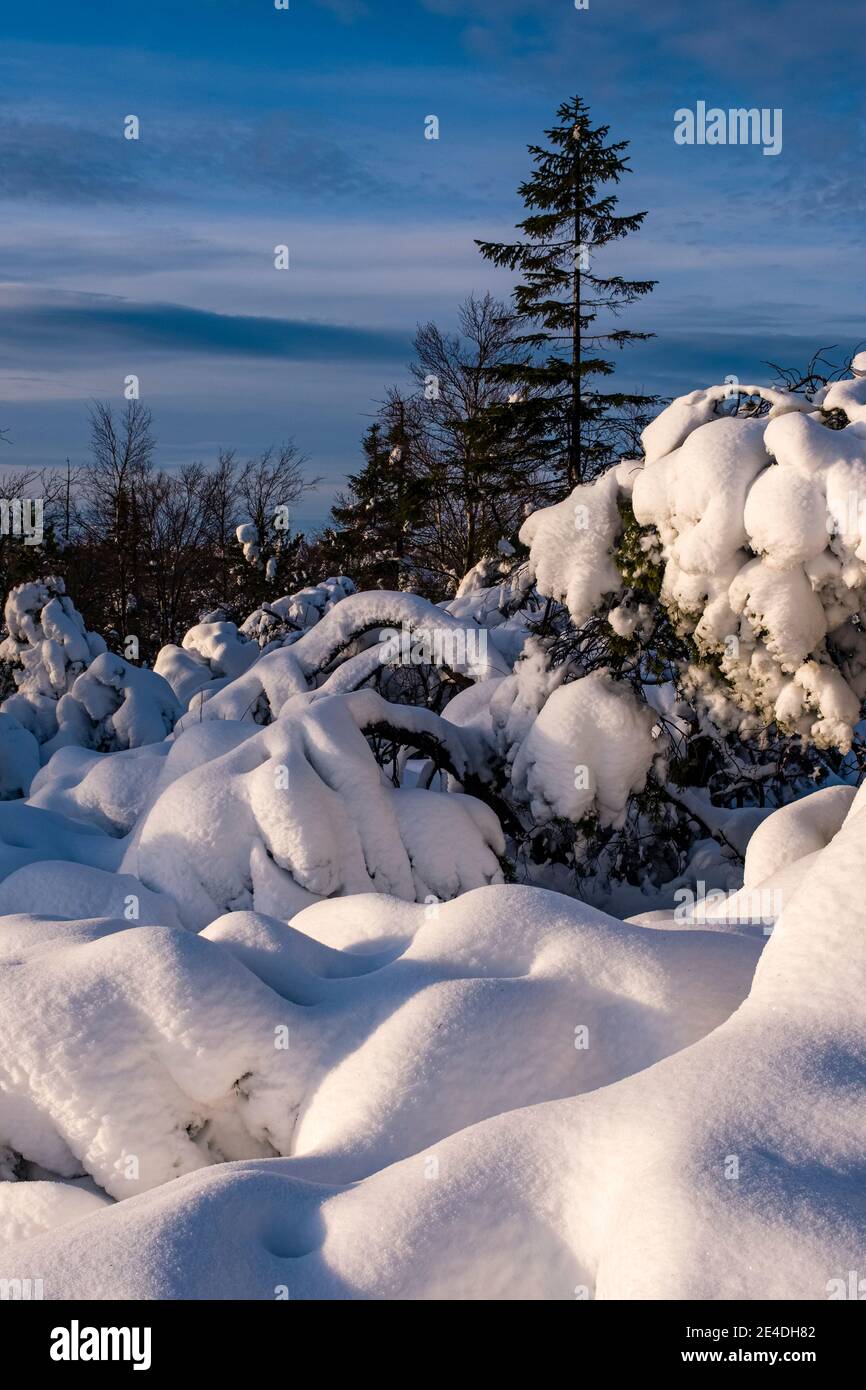 Winter landscape with trees, hoar frost and snow at a sunny day in Ore ...