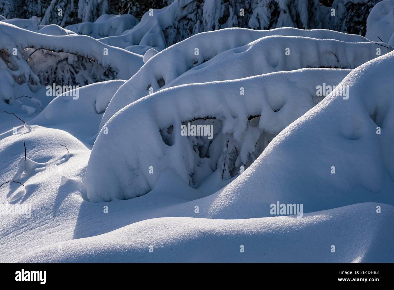 Detail of a winter landscape with trees, hoar frost and snow at a sunny ...