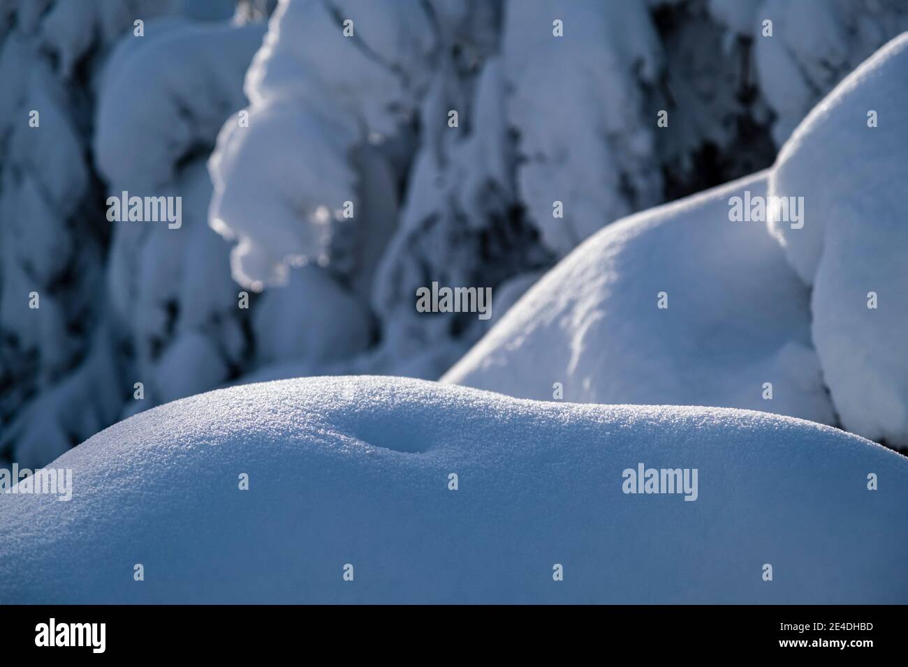 Detail of a winter landscape with trees, hoar frost and snow at a sunny ...