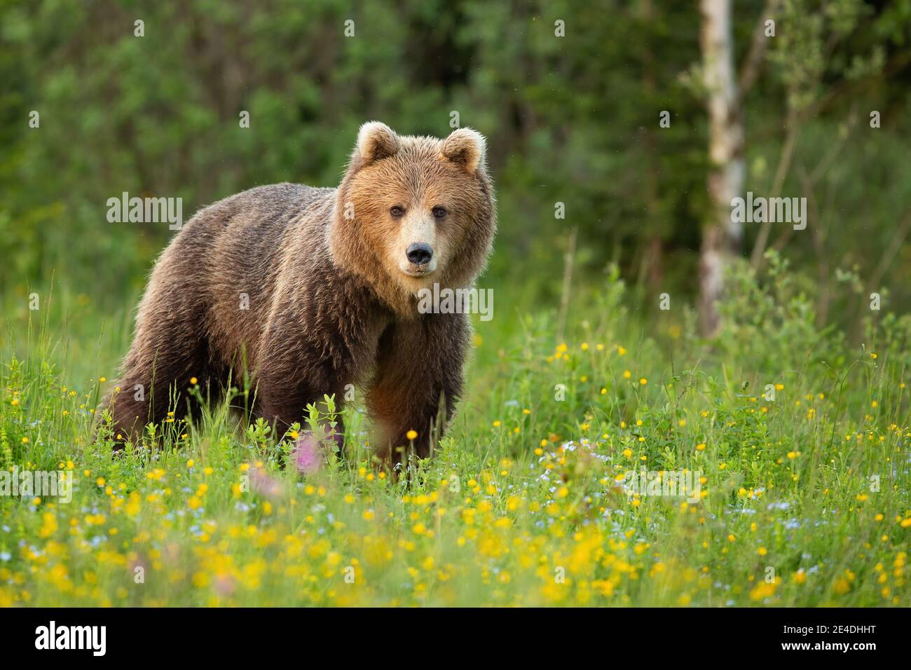 Brown bear standing on blooming glade in spring nature Stock Photo - Alamy