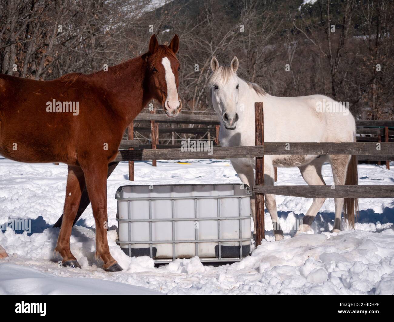 Anglo arab horse hi-res stock photography and images - Alamy