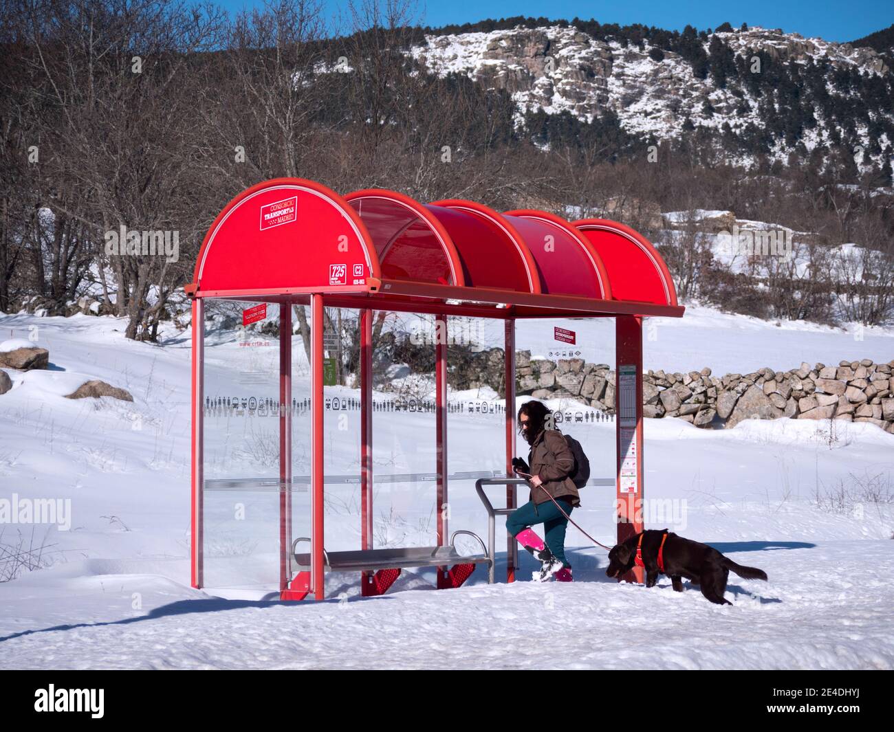 Female arriving at the bus stop with her chocolate Labrador Retriever ...