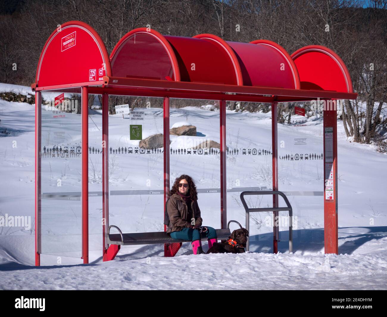 Female sitting at the bus stop bus stop with her chocolate Labrador ...