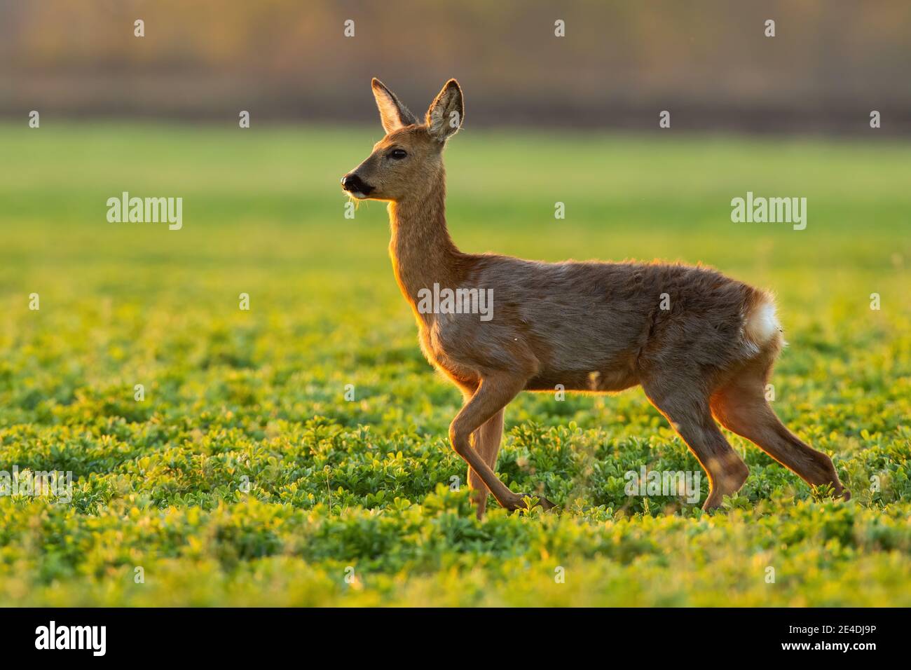 Roe deer walking aside on green pasture in springtime nature Stock ...