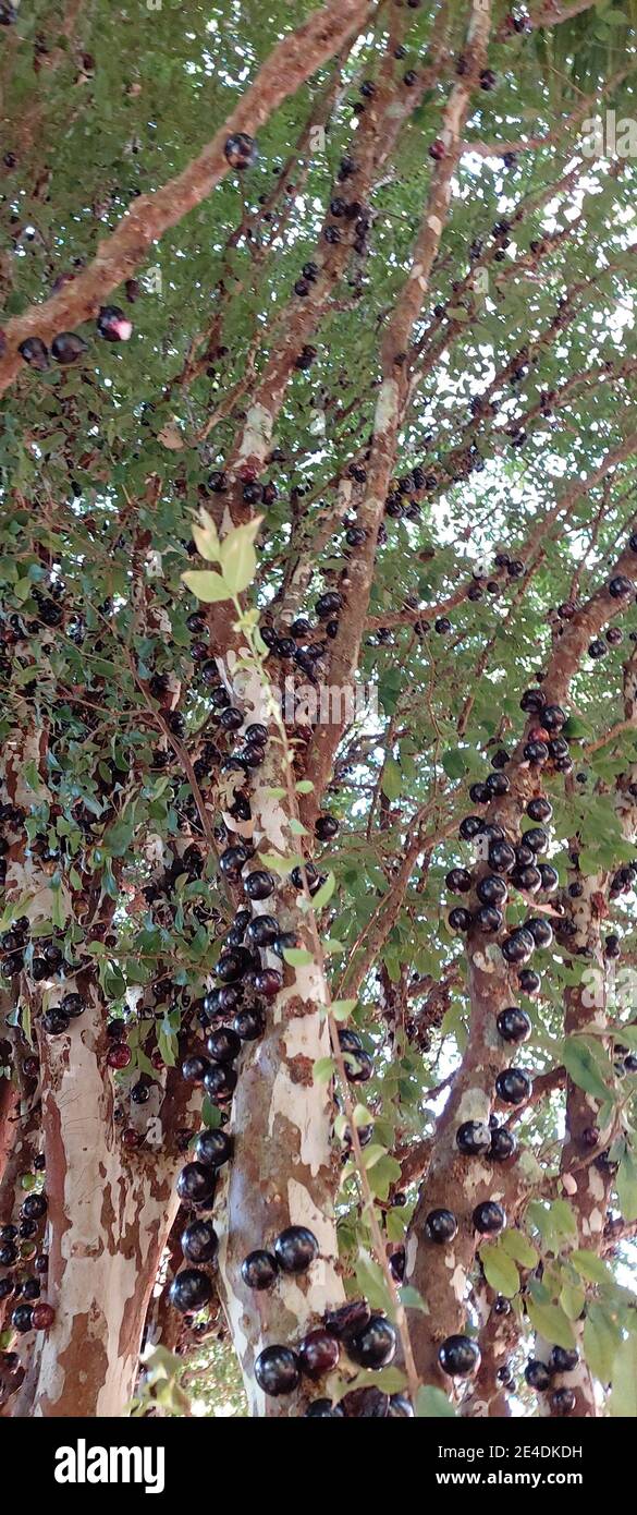 Jabuticaba tropical fruit tree, São Paulo, Brazil Stock Photo - Alamy