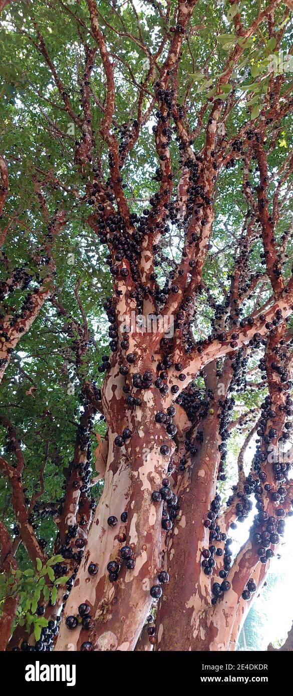 Jabuticaba tropical fruit tree, São Paulo, Brazil Stock Photo - Alamy