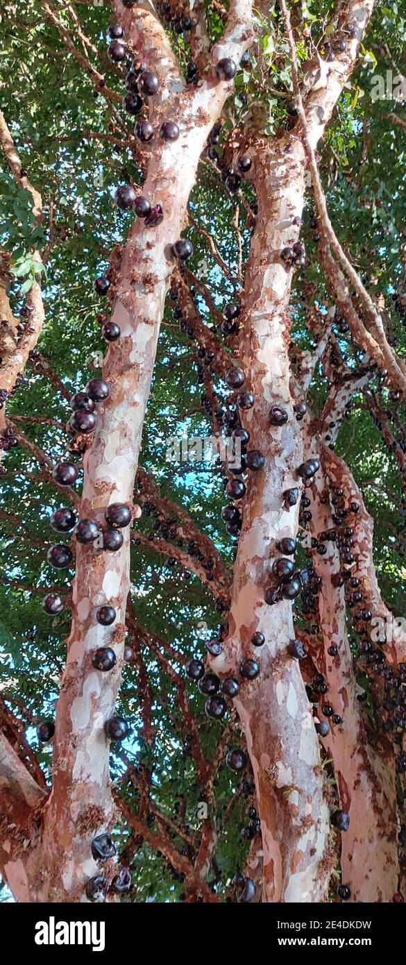 Jabuticaba tropical fruit tree, São Paulo, Brazil Stock Photo - Alamy