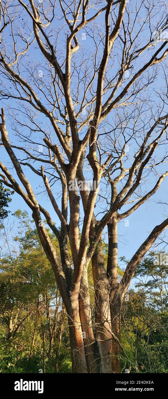 Jatoba Tree, Hymenaea courbaril, detail green, São Paulo, Brazil Stock ...