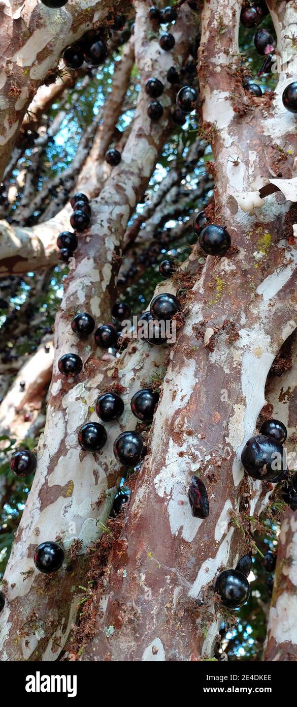 Jabuticaba tropical fruit tree, São Paulo, Brazil Stock Photo - Alamy