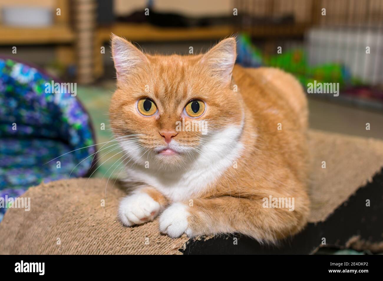 Ginger cat with big ears hi-res stock photography and images - Alamy