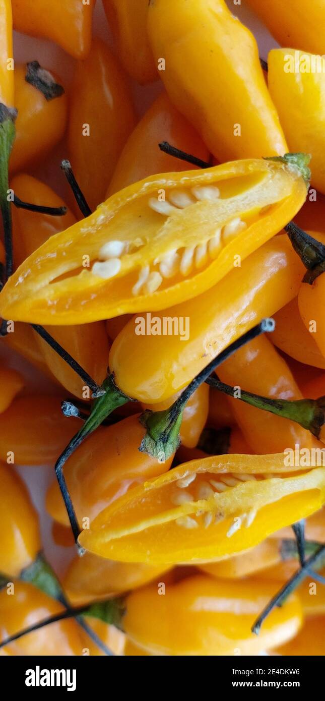 Fidalga pepper, São Paulo, Brazil Stock Photo - Alamy