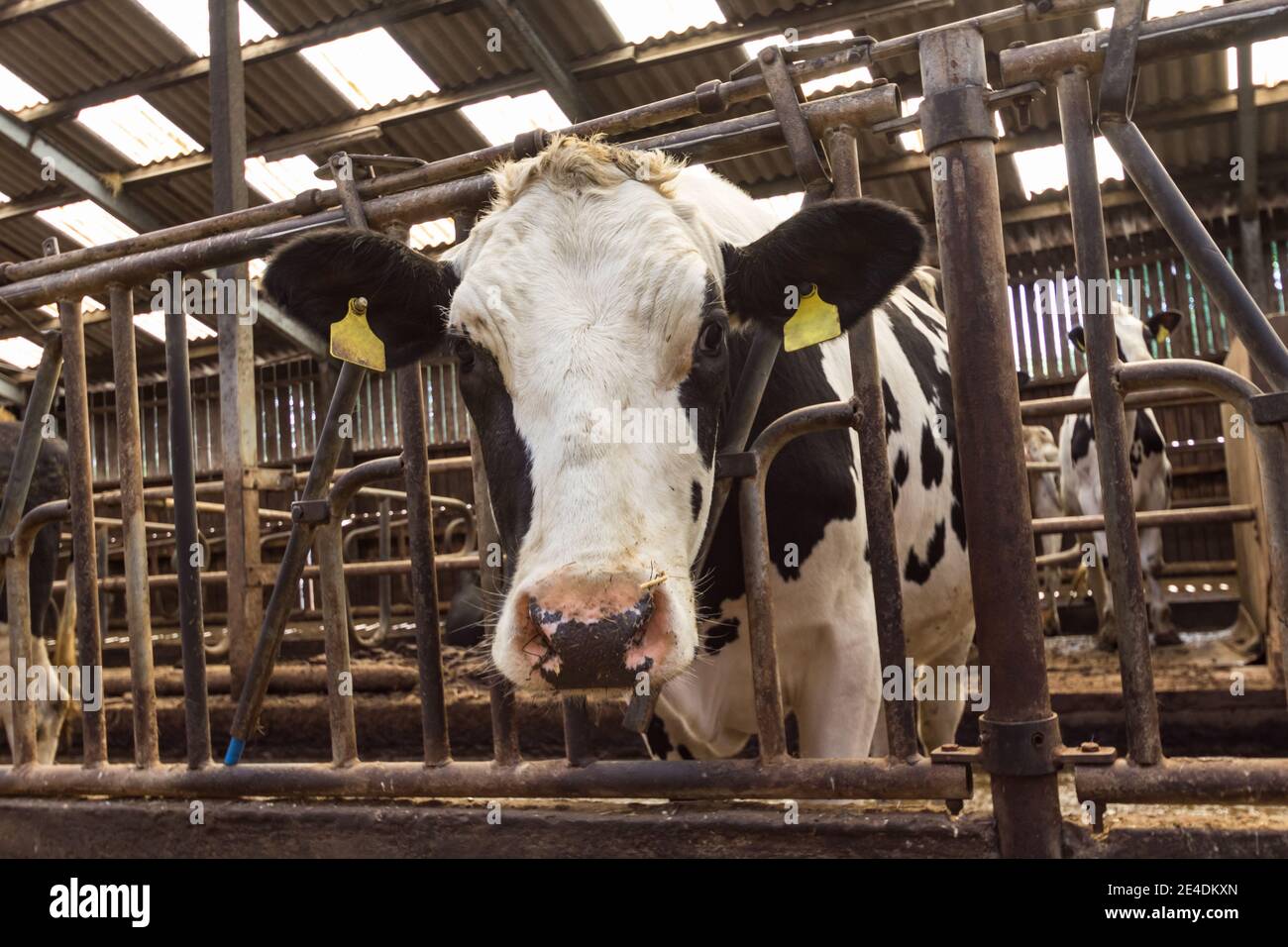 Holstein cattle in barn hi-res stock photography and images - Alamy