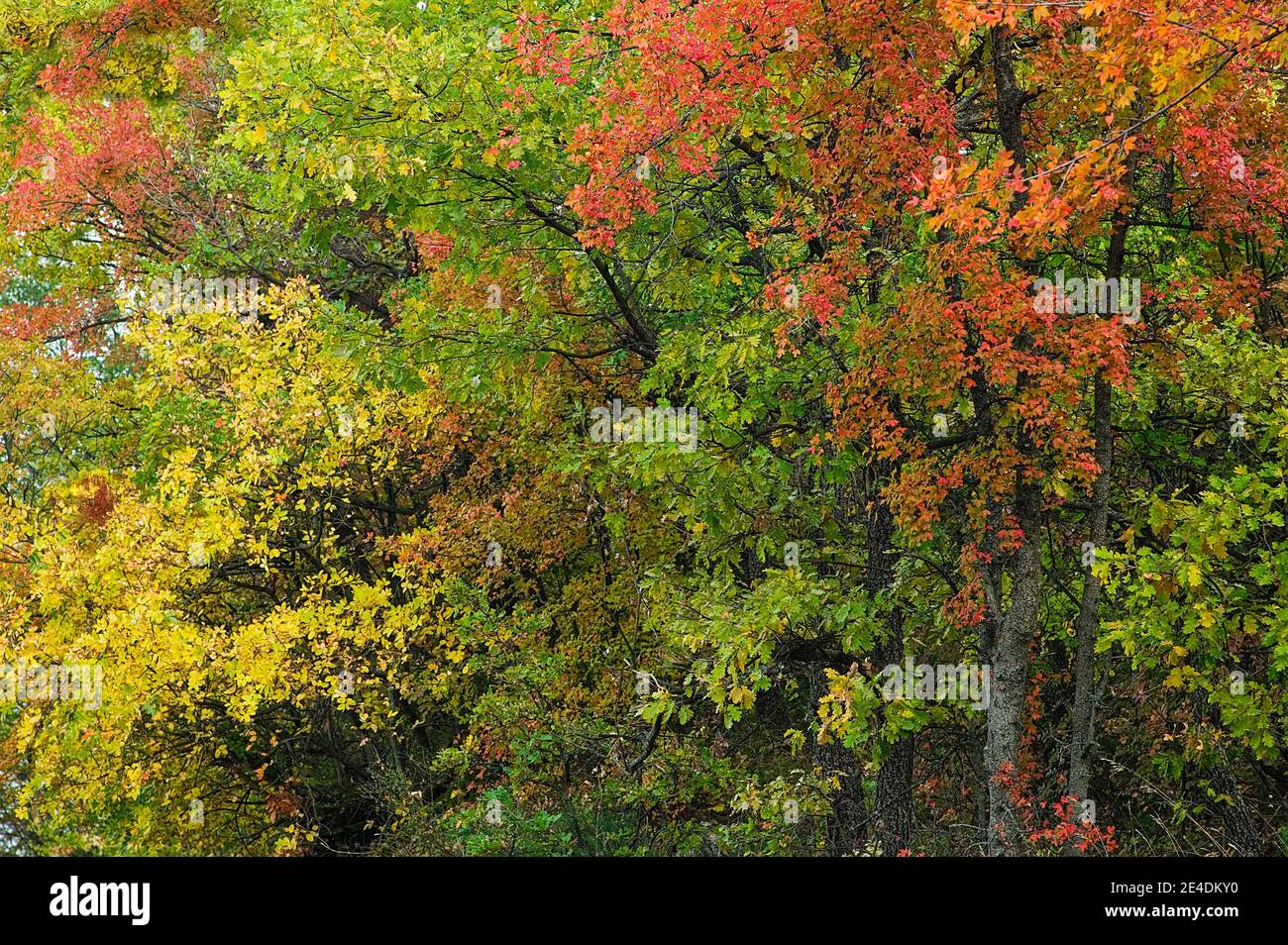 Autumn colors in nature. Abruzzo, Italy, Europe Stock Photo - Alamy
