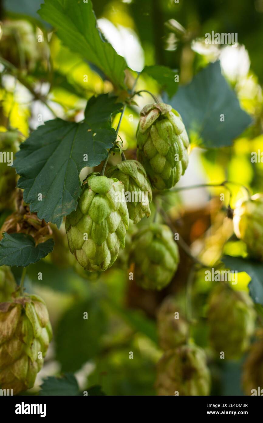Hop plants in the sunlight Stock Photo - Alamy